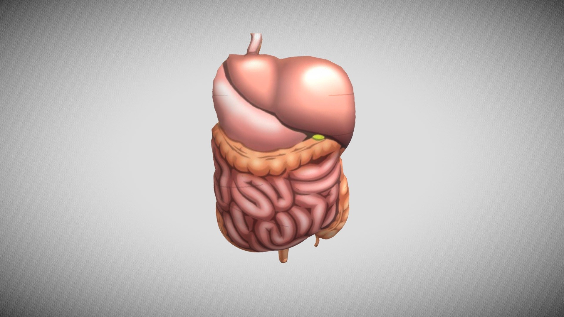 human anatomy organ - Download Free 3D model by alfanesta [b96e28e ...