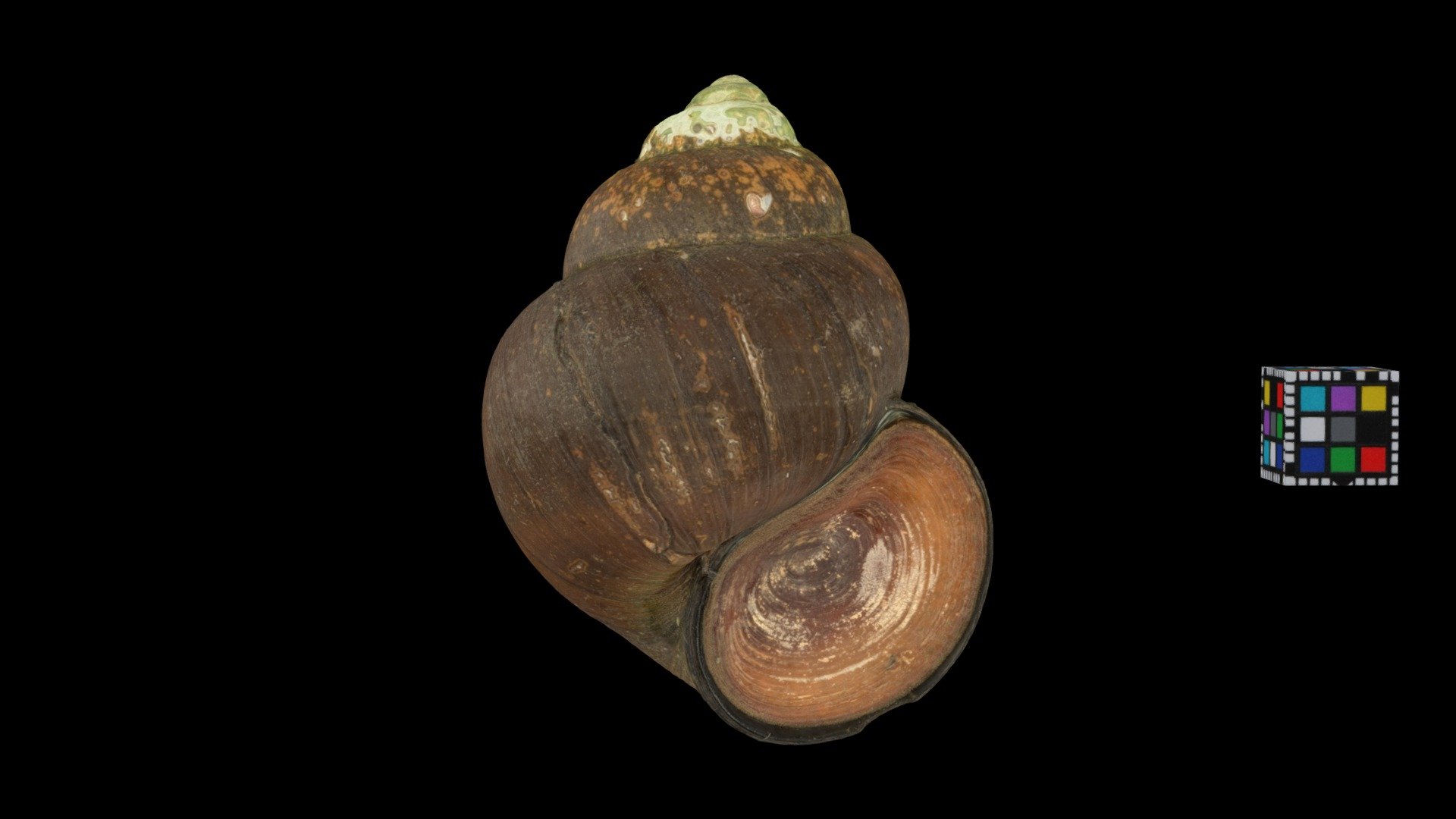 CC0 マルタニシ 🐚, Mud snail, C. chinensis laeta - Download Free 3D model by ...