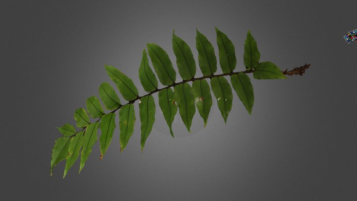Fern 3D models - Sketchfab