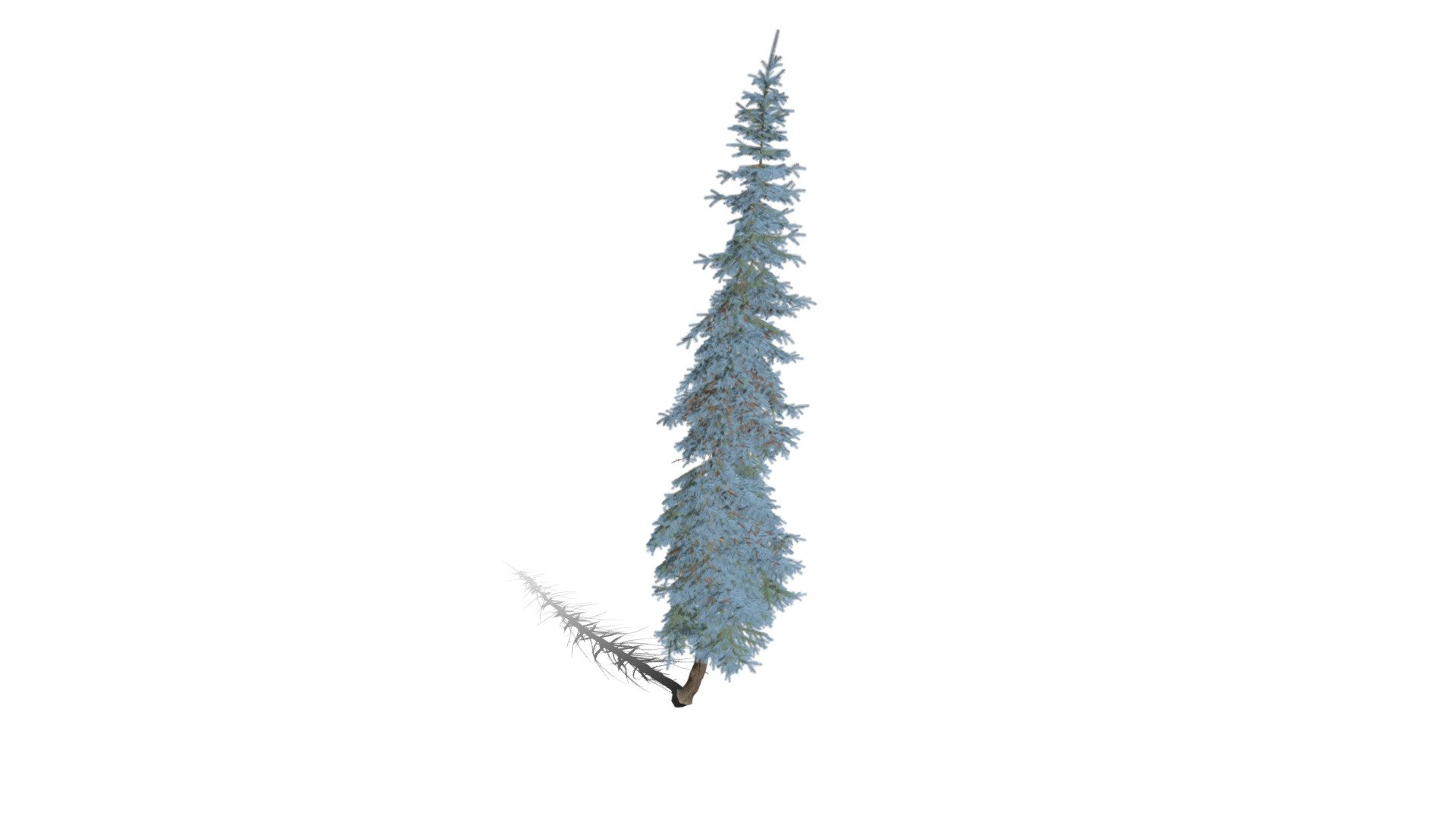 Realistic HD Colorado Blue spruce Koster (30/43) - Buy Royalty Free 3D ...