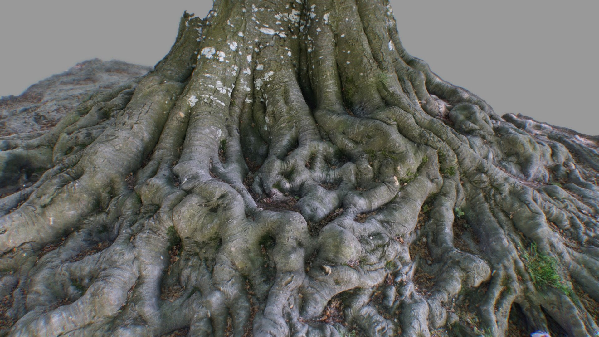 Sacred Tree Roots - Download Free 3D model by stuff scanner (@boypuff ...