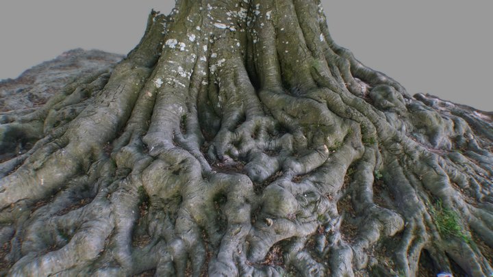 Roots 3D models - Sketchfab
