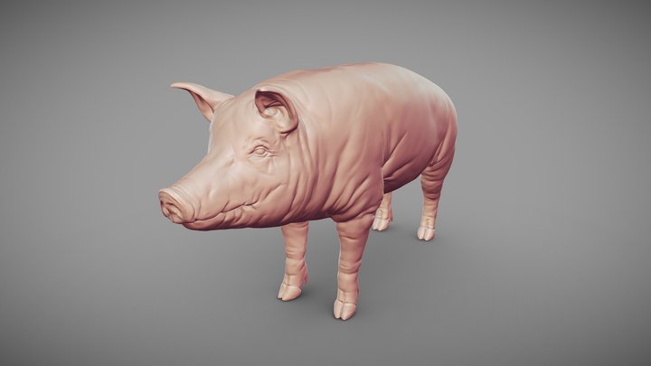 Boar 3D models - Sketchfab