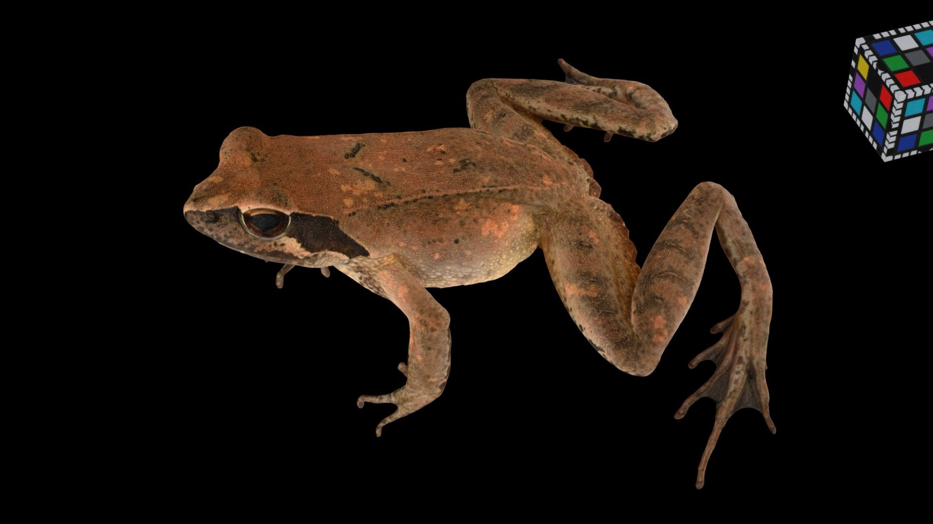 タゴガエル 🐸 ♀ Tago's Brown Frog, Rana tagoi tagoi - 3D model by ffish.asia / floraZia.com ...