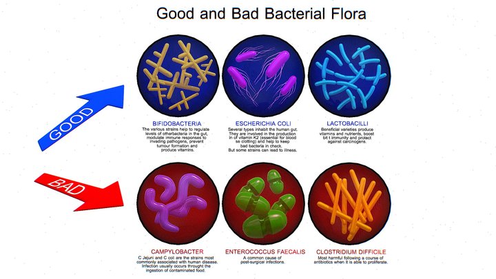Bacteria 3D models - Sketchfab