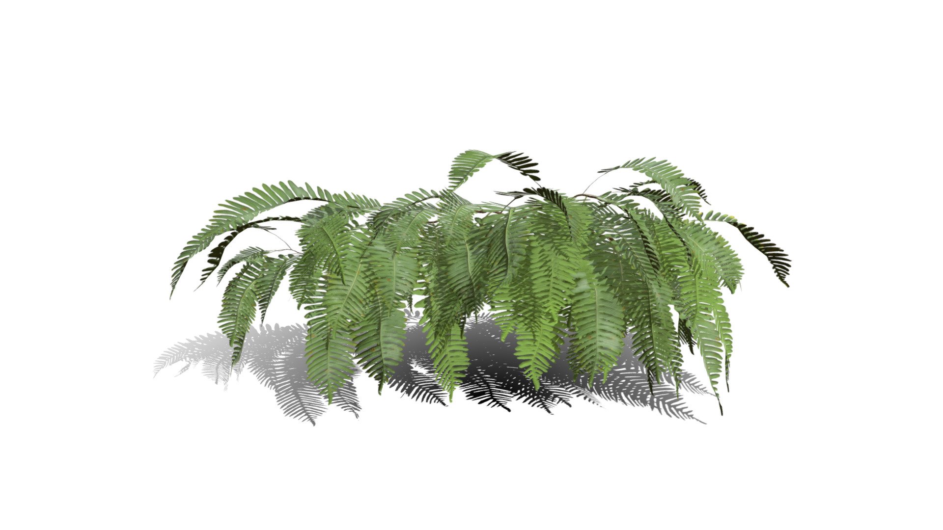 Realistic HD Common polypody fern (23/55) - Download Free 3D model by ...
