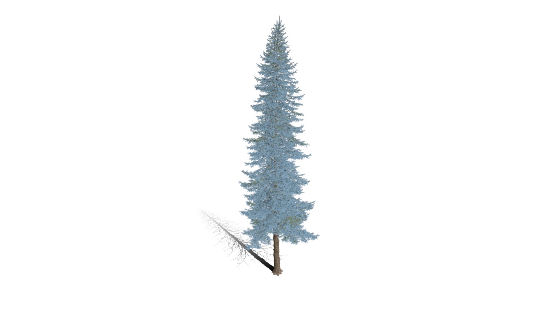 Realistic HD Colorado Blue spruce (10/43) - Download Free 3D model by ...