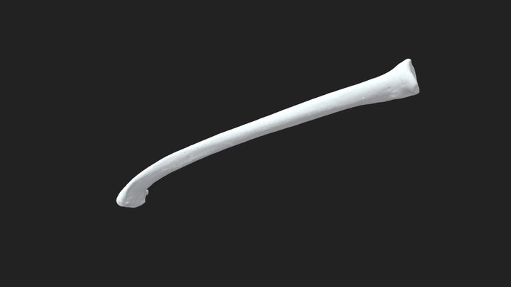 Radial_bone 3D models - Sketchfab