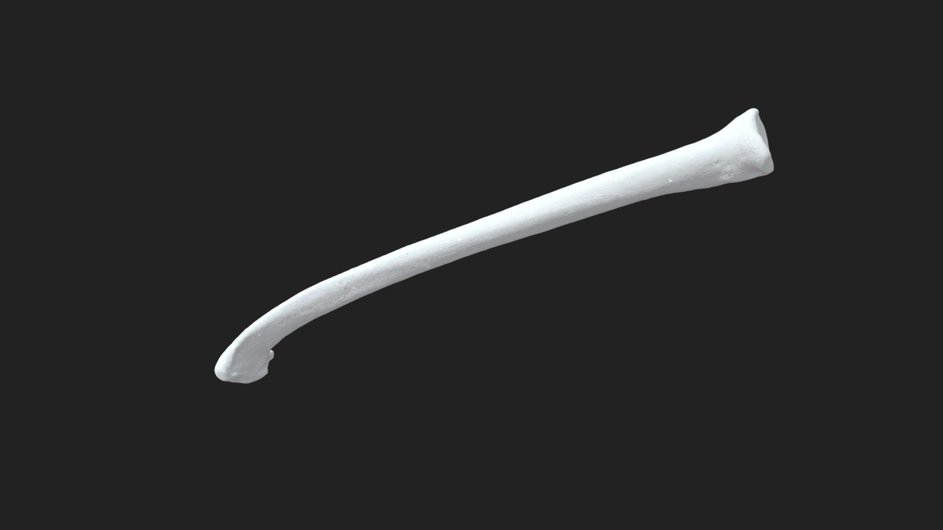 radial bone (radius) chicken - Download Free 3D model by vetanatMunich ...