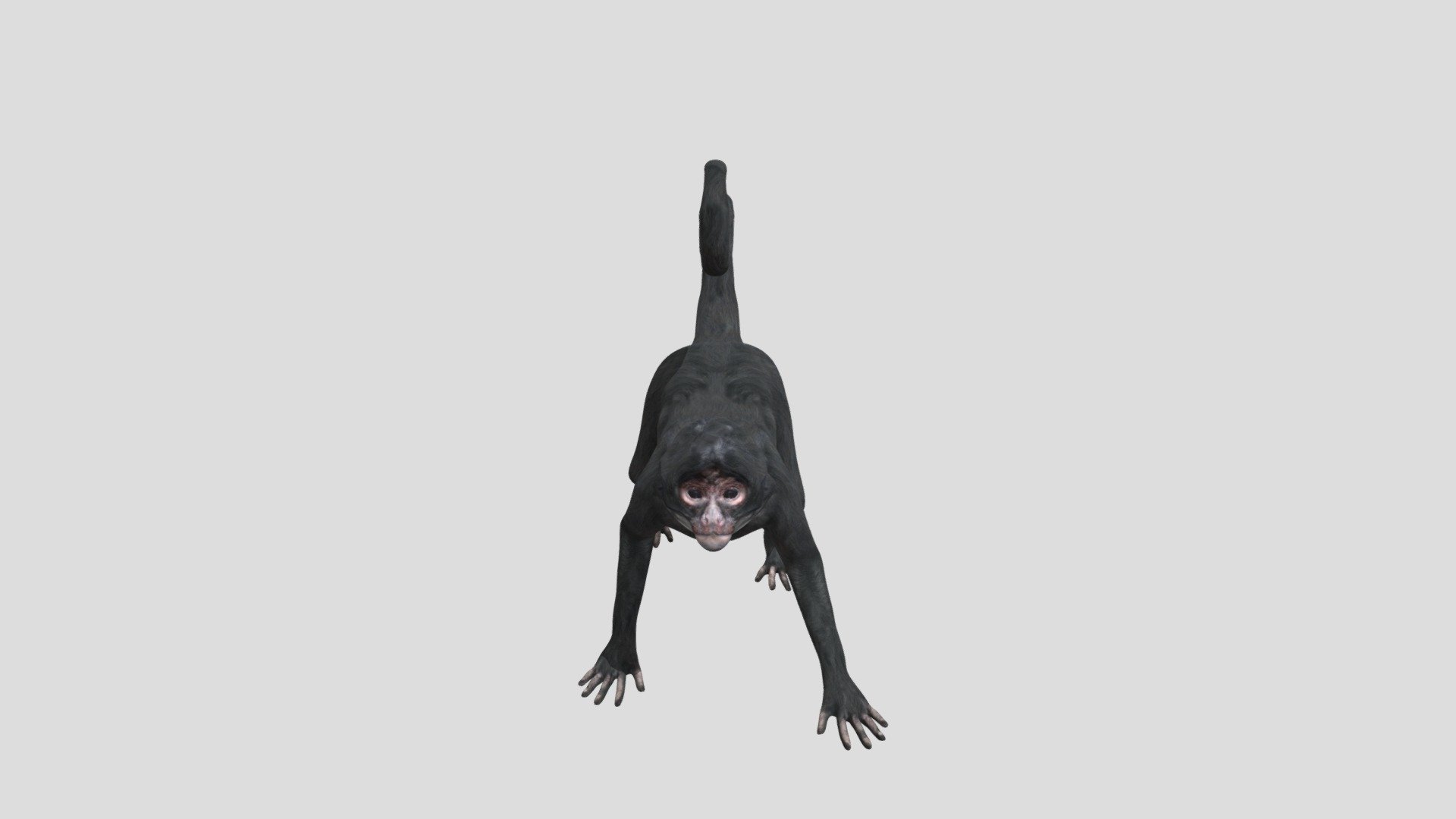 Spider_Monkey_v1_L2_123c40f743d8-db49-416b-ba8d- - Download Free 3D ...