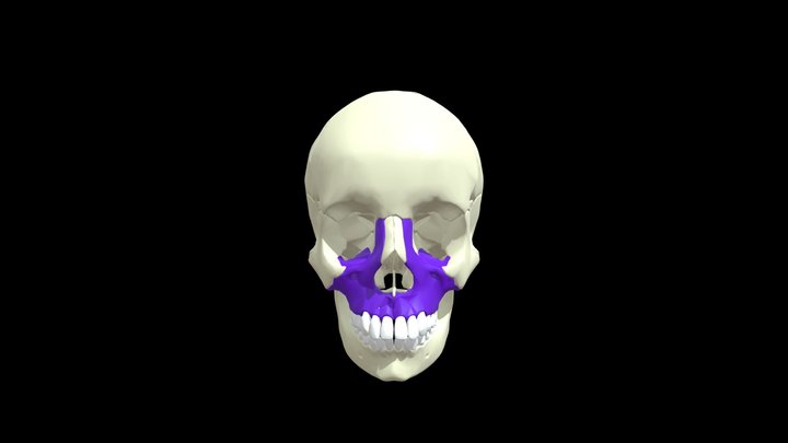 Maxilla 3D models - Sketchfab