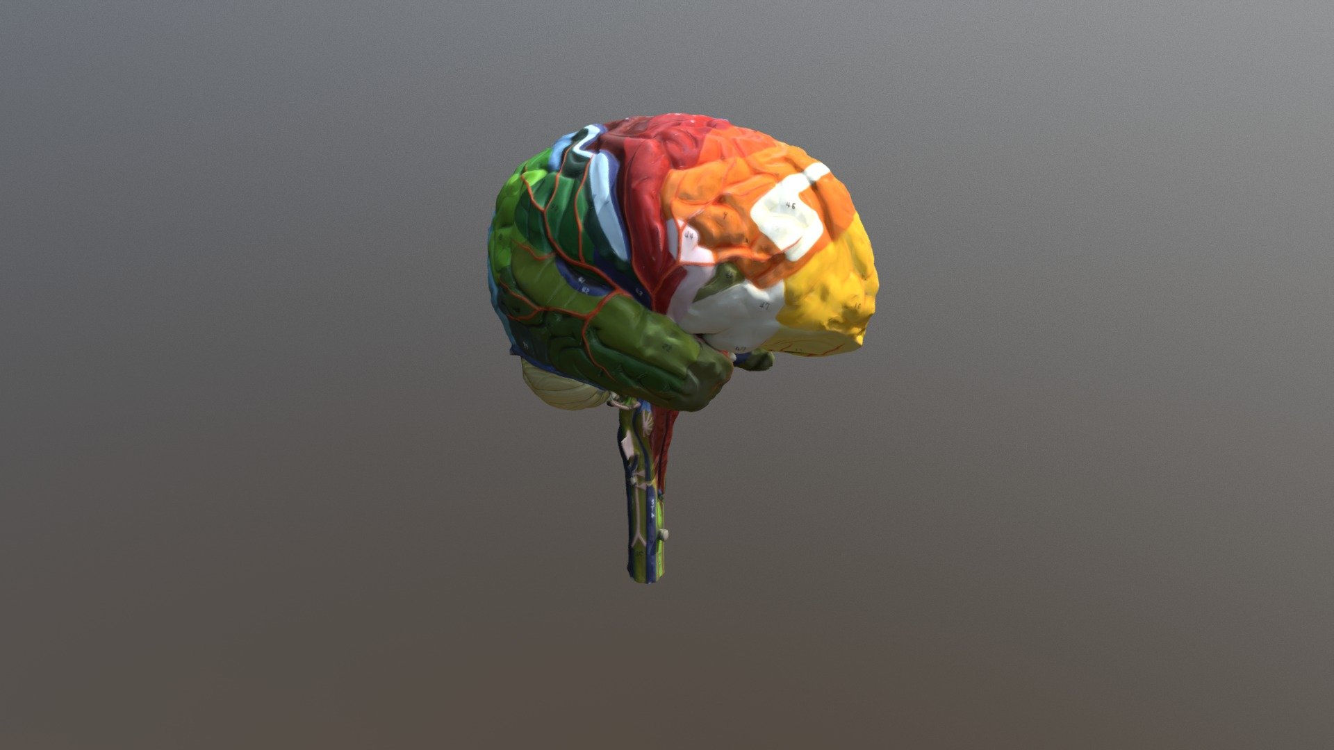 Sketchfab Brain - 3D model by somalley [b9ae280] - Sketchfab