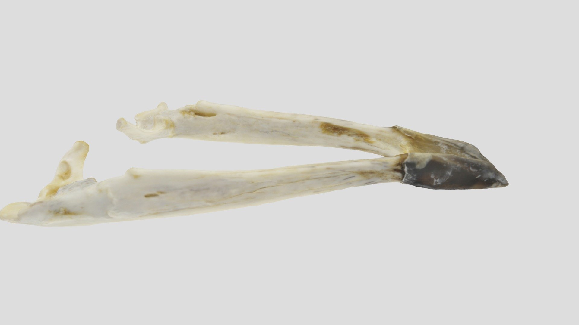 UWYMV:Bird:1342, Aquila chrysaetos, Mandible - Download Free 3D model ...