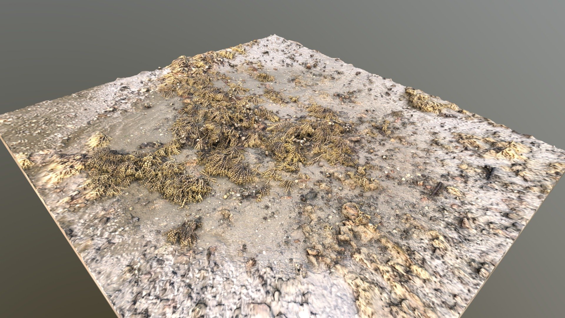 Shore - Download Free 3D model by peter.allely [b9b09bc] - Sketchfab