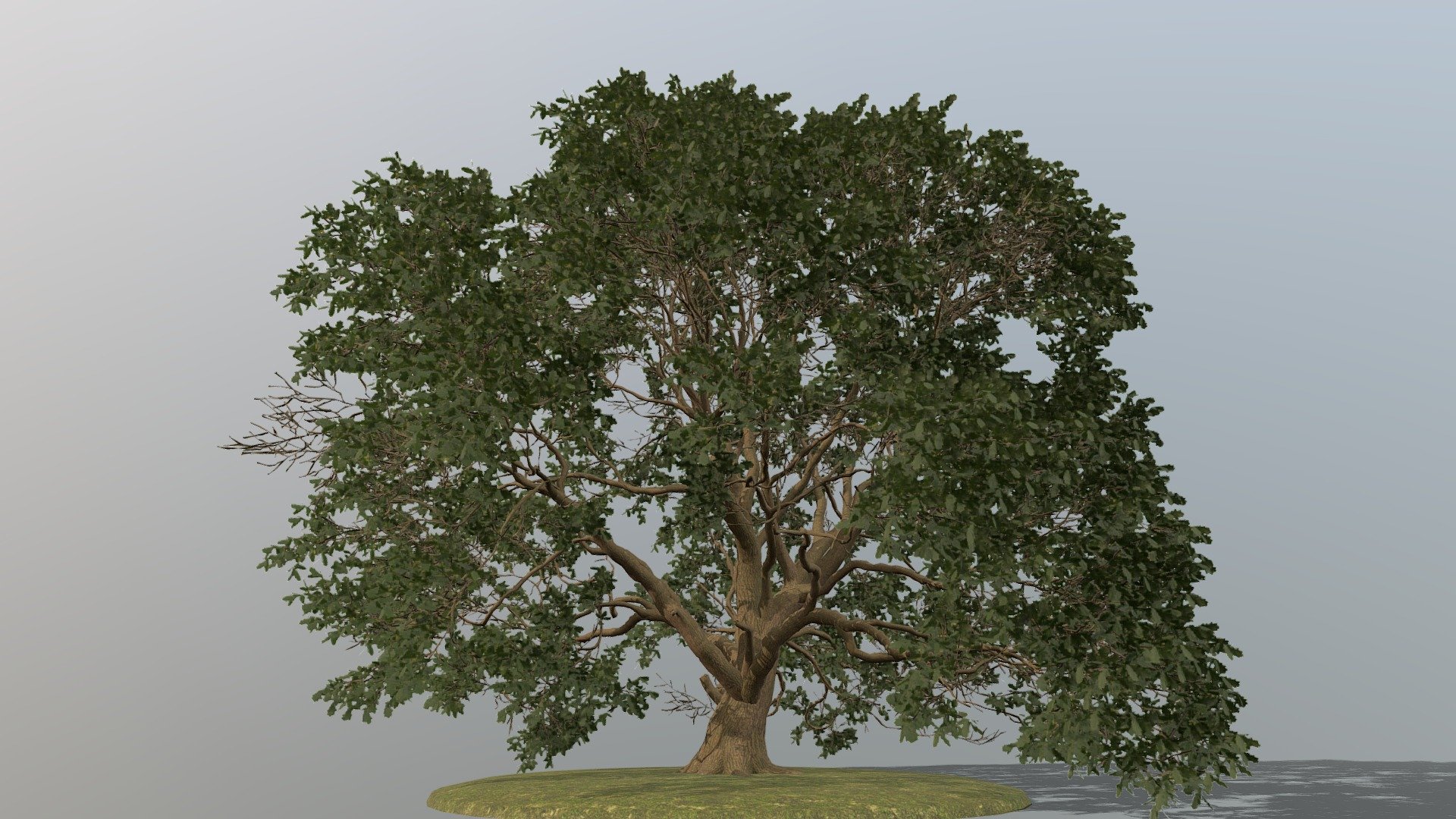 Oak Tree - Buy Royalty Free 3D model by Studio Lab (@studiolab.dev ...