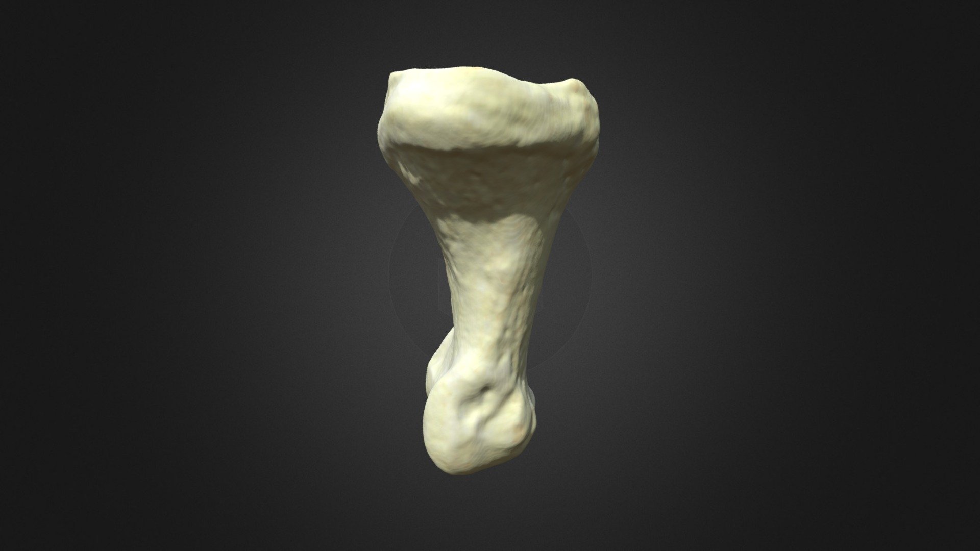 G. g. gorilla, prox. phalanx 1 (left hindlimb) - 3D model by Museu de ...
