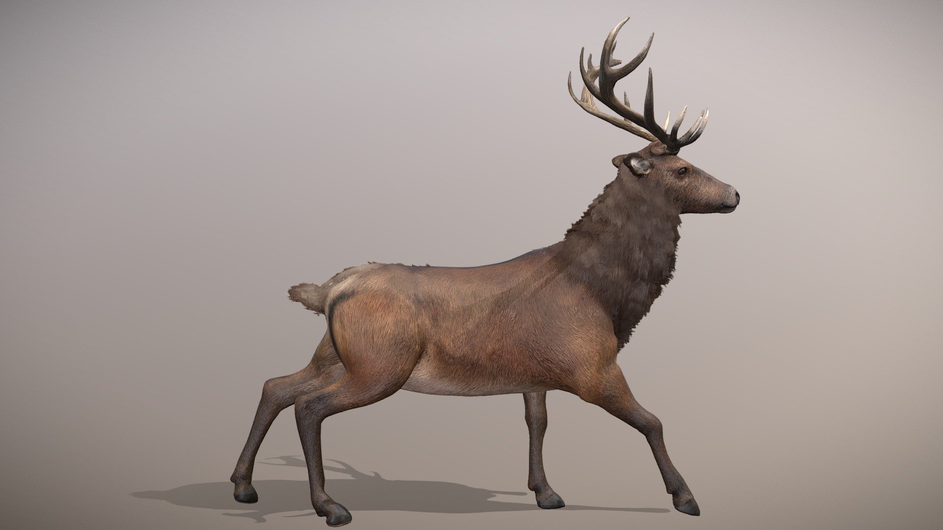 Red Deer Animated - 3D model by monstermod [b9b5843] - Sketchfab