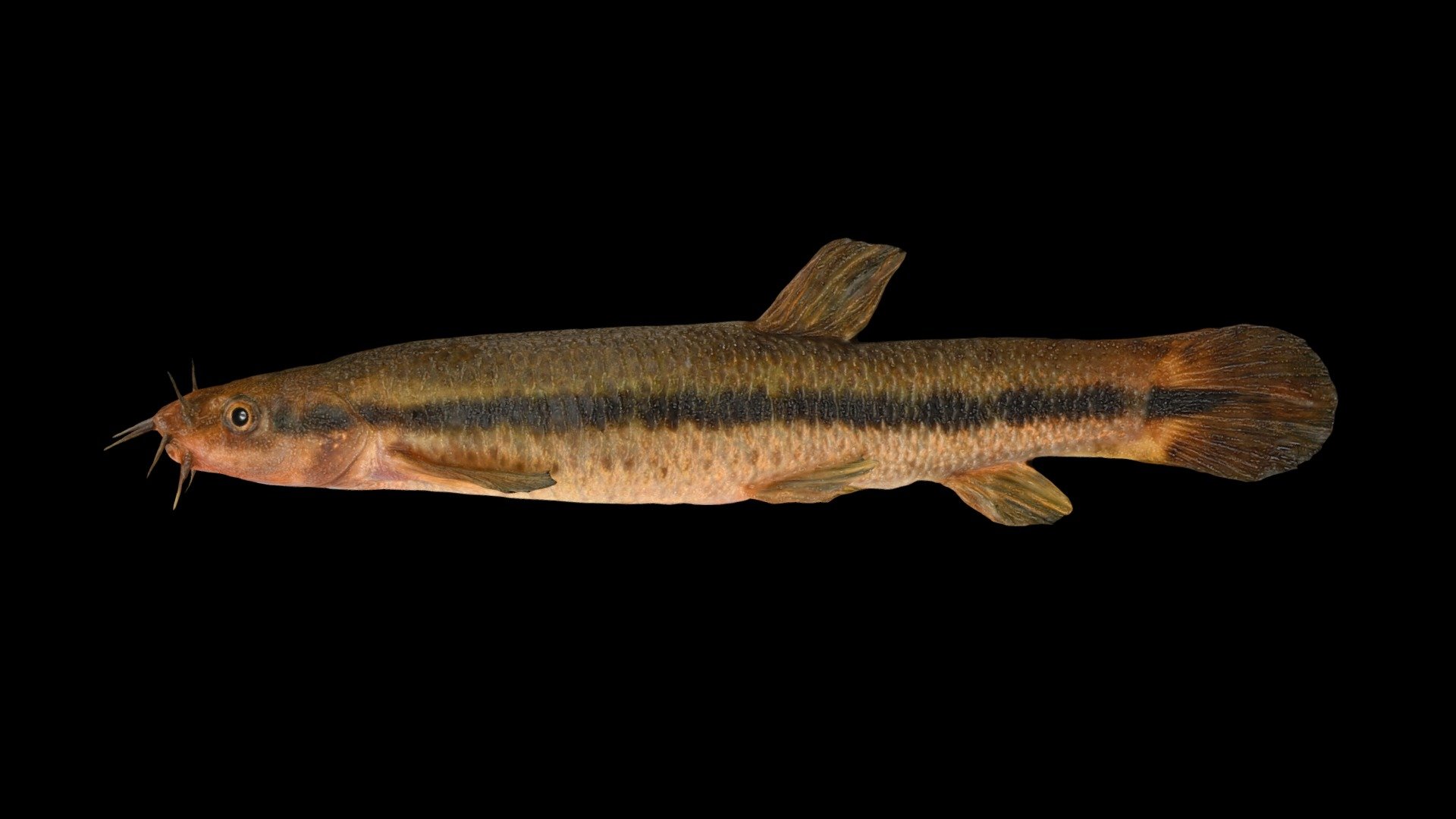 エゾホトケドジョウ ♂ Ezo Stone Loach, Lefua nikkonis - Download Free 3D model by ...