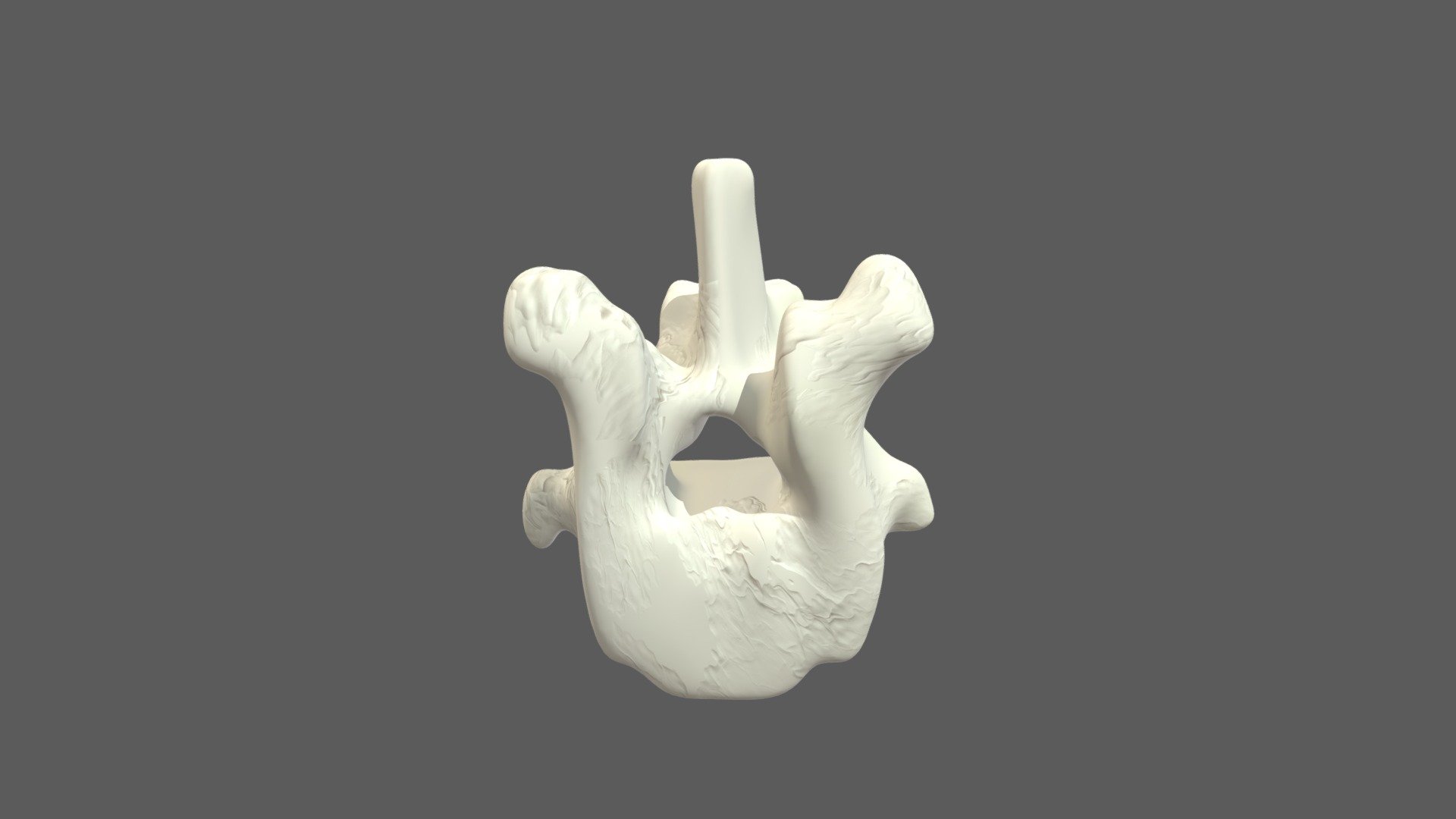 Canine_T13 Vertebra - 3D model by VetVis3D [b9bfd02] - Sketchfab