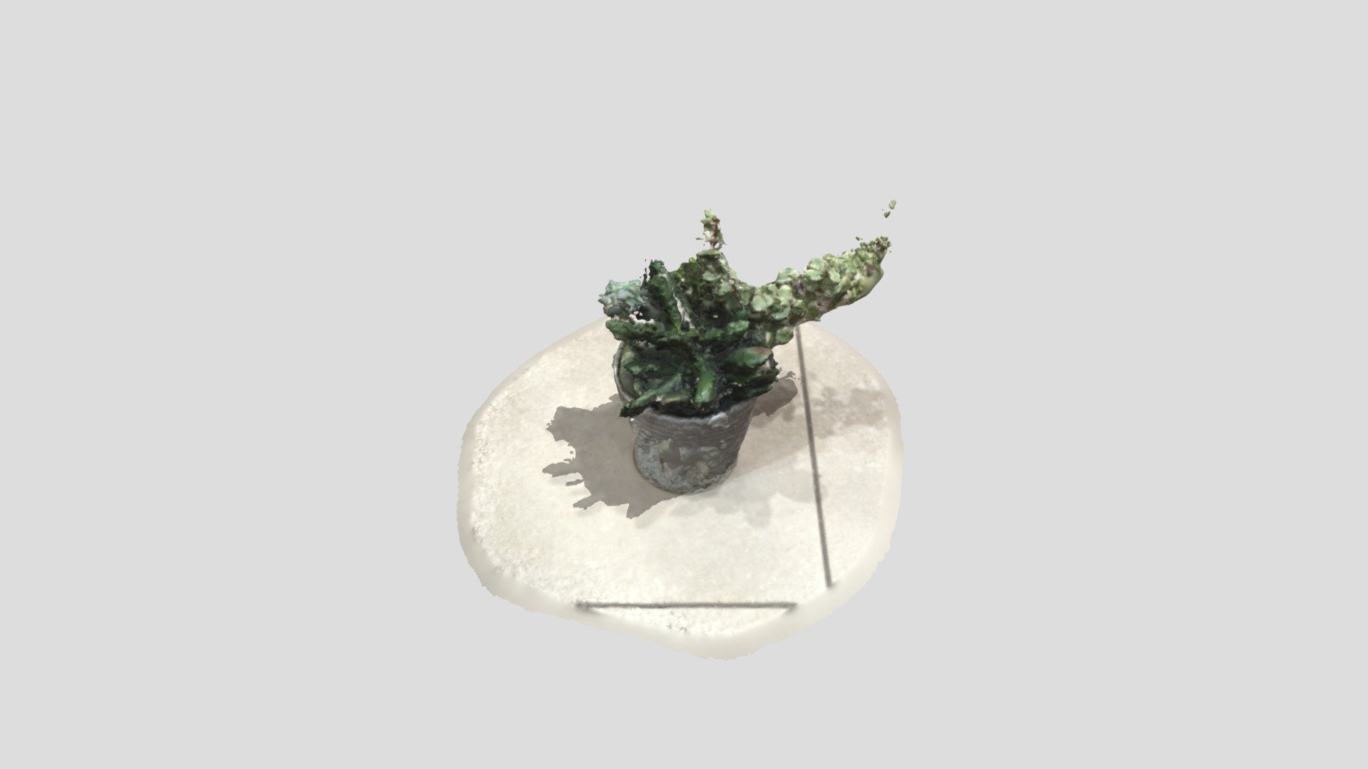 Succulent 3D - 3D model by ksostler [b9c01a2] - Sketchfab