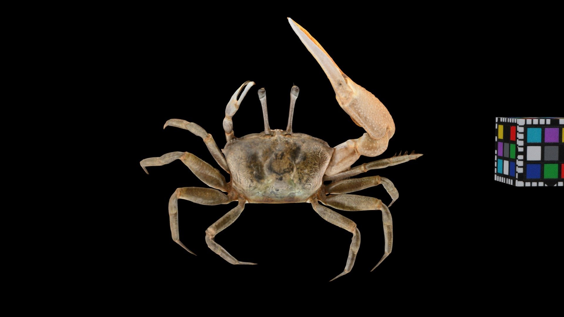 ミナミヒメシオマネキ 🦀 ♂ Jocelyn's Fiddler Crab - 3D model by ffish.asia ...
