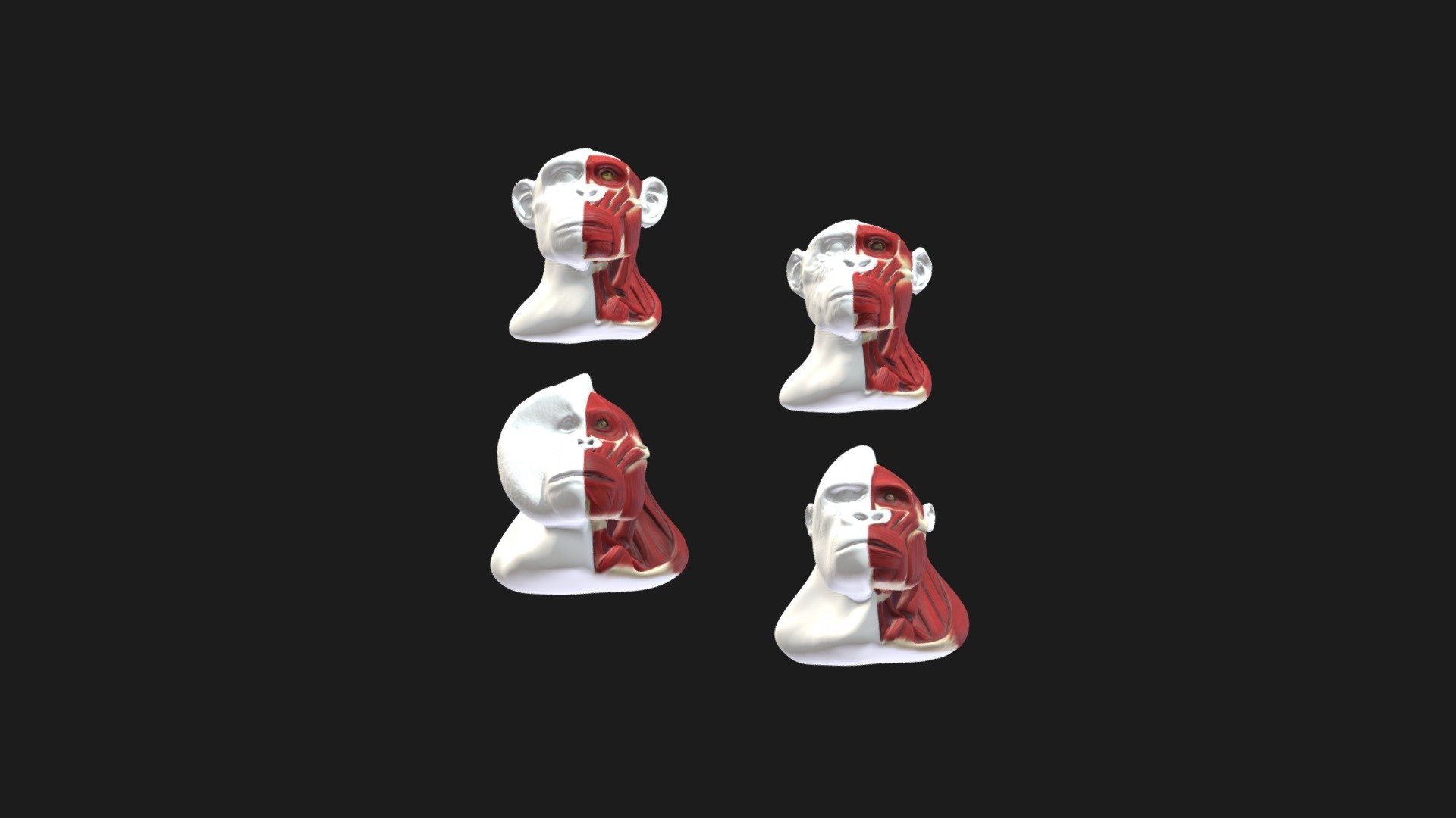 Great Ape Head & Neck Reconstructions - Download Free 3D model by ...