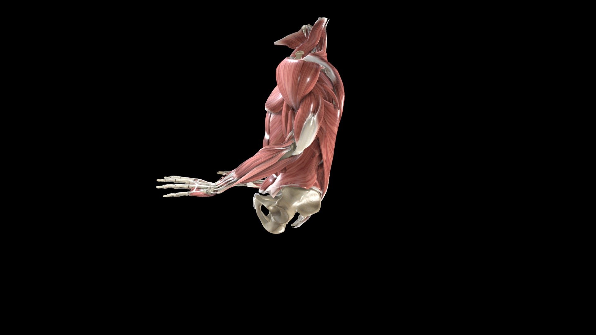 Shoulder - Instability: Sulcus Sign - Male - 3D model by Connections XR ...