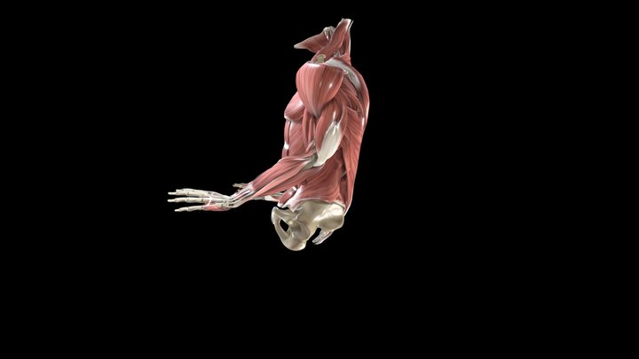 Sulcus 3D models - Sketchfab
