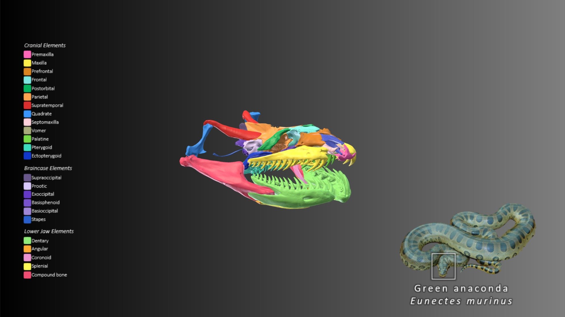 Green Anaconda Skull Anatomy - 3D model by Blackburn Lab (@ufherps ...