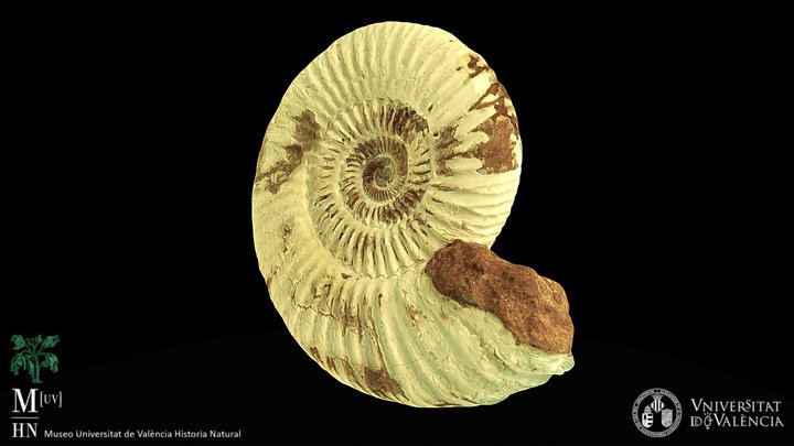Perisphinctes 3D models - Sketchfab