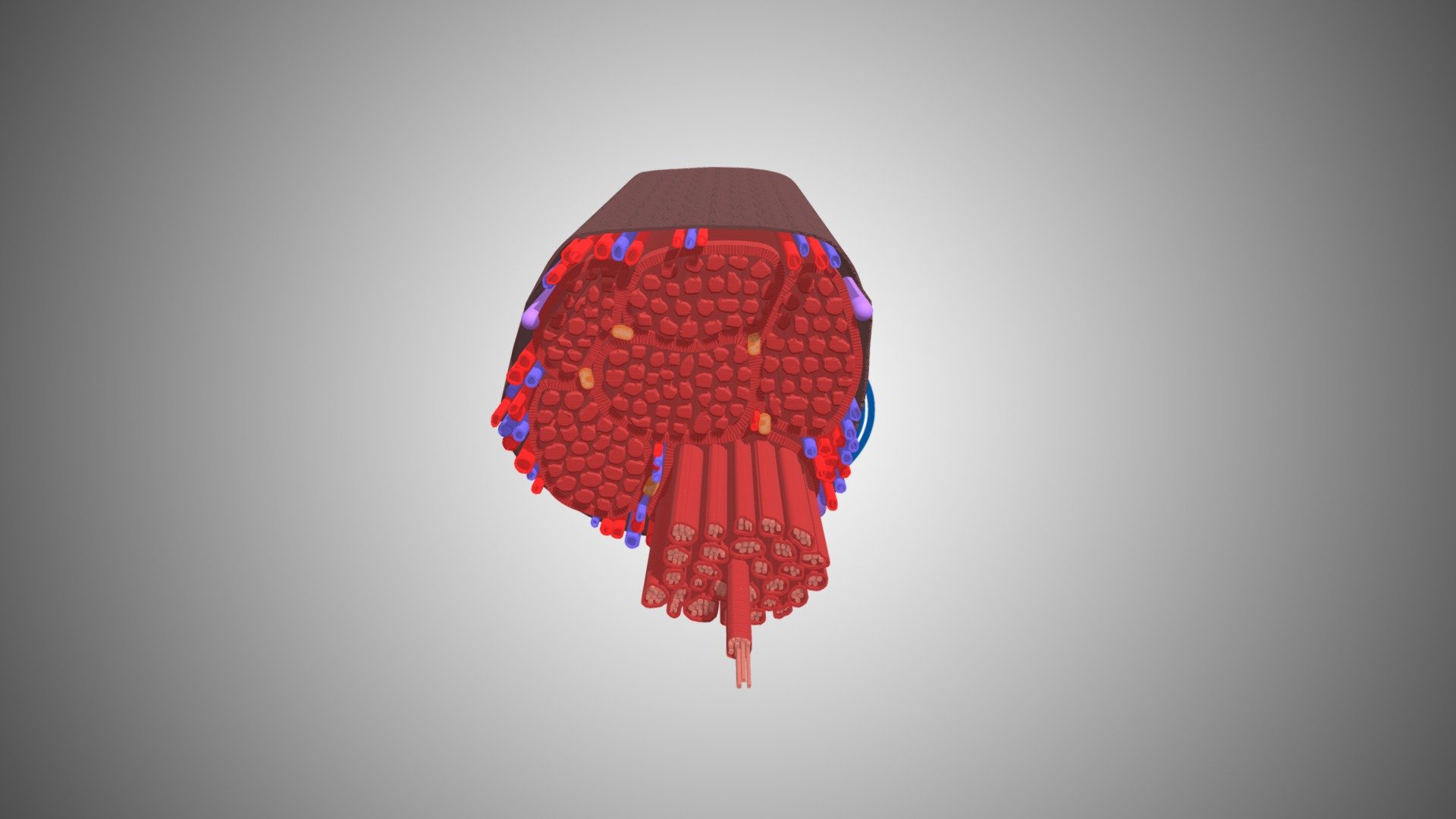 Skeletal Muscle Fiber by Quinlin Zunk - 3D model by iqcenter [b9d687d ...