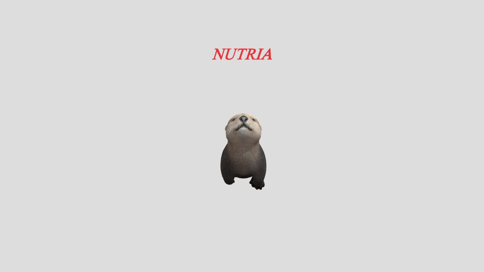 NUTRIA - 3D model by crismbls1986 [b9d8ee6] - Sketchfab