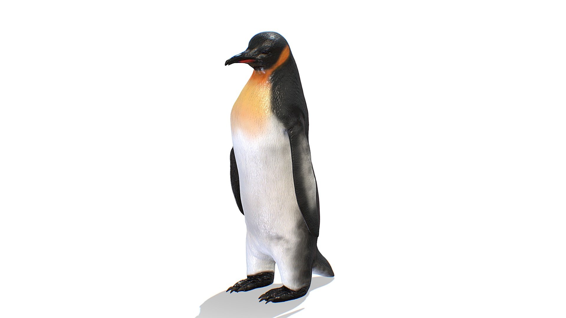 Female Penguin - 3D model by Kasit Studio (@kasit) [b9e47b1] - Sketchfab