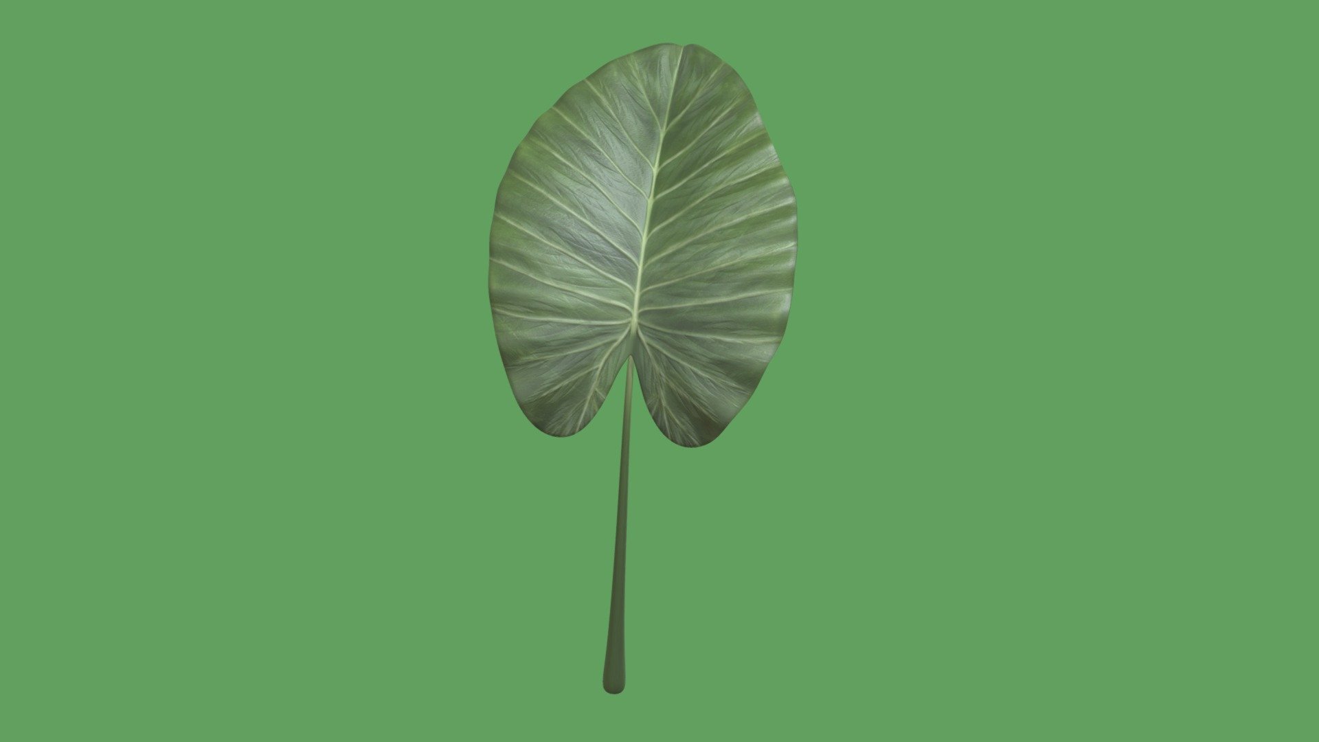 023 Leaf - 3D model by lotteon5 [b9e4db9] - Sketchfab