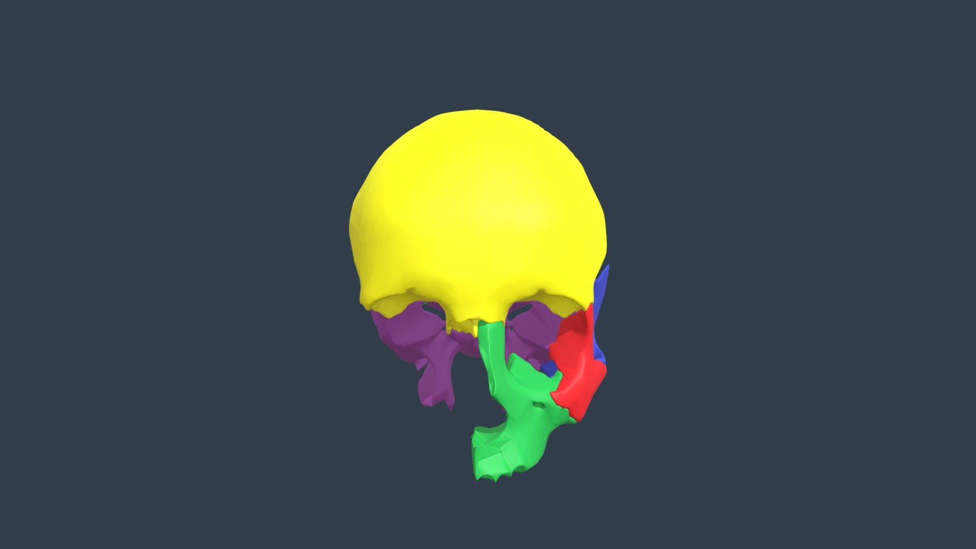 Os zygomatique - Rapports - Download Free 3D model by Laboratoire d ...
