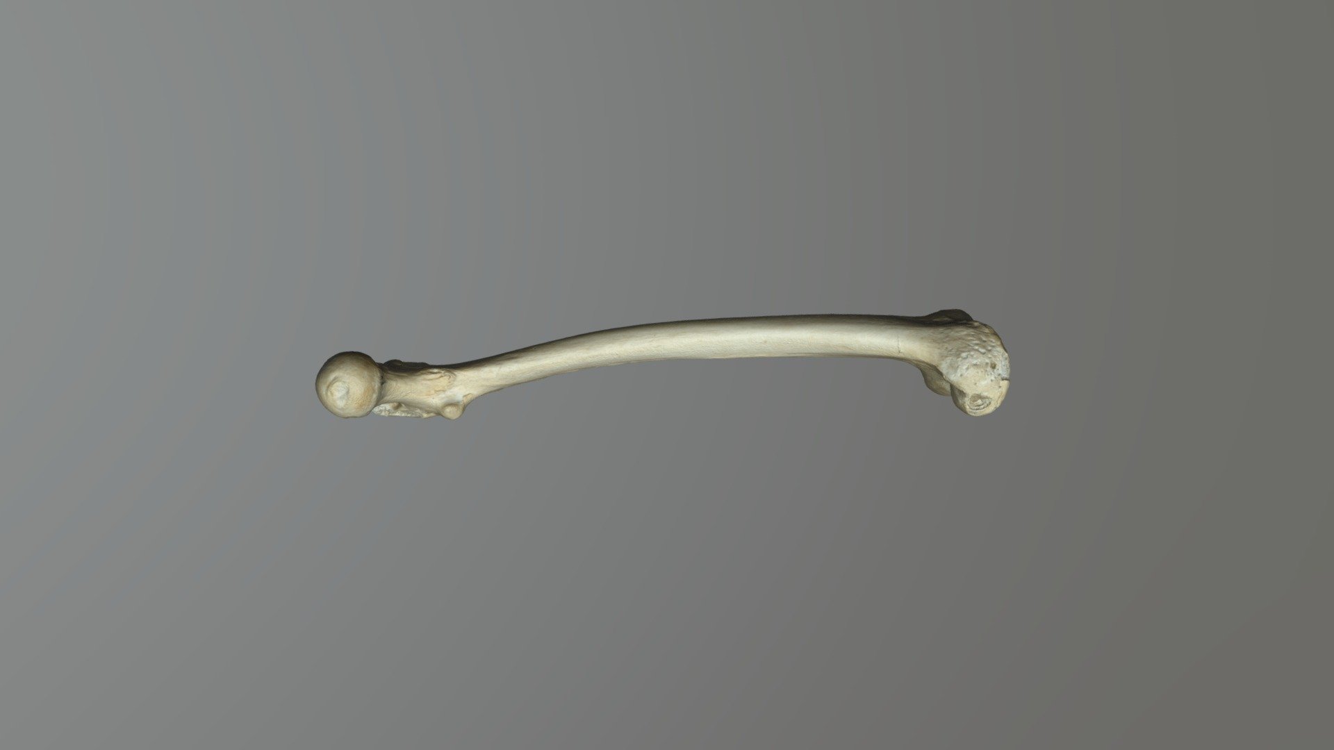 Femur HQ No Texture - 3D model by saripeiro [b9eb5dd] - Sketchfab