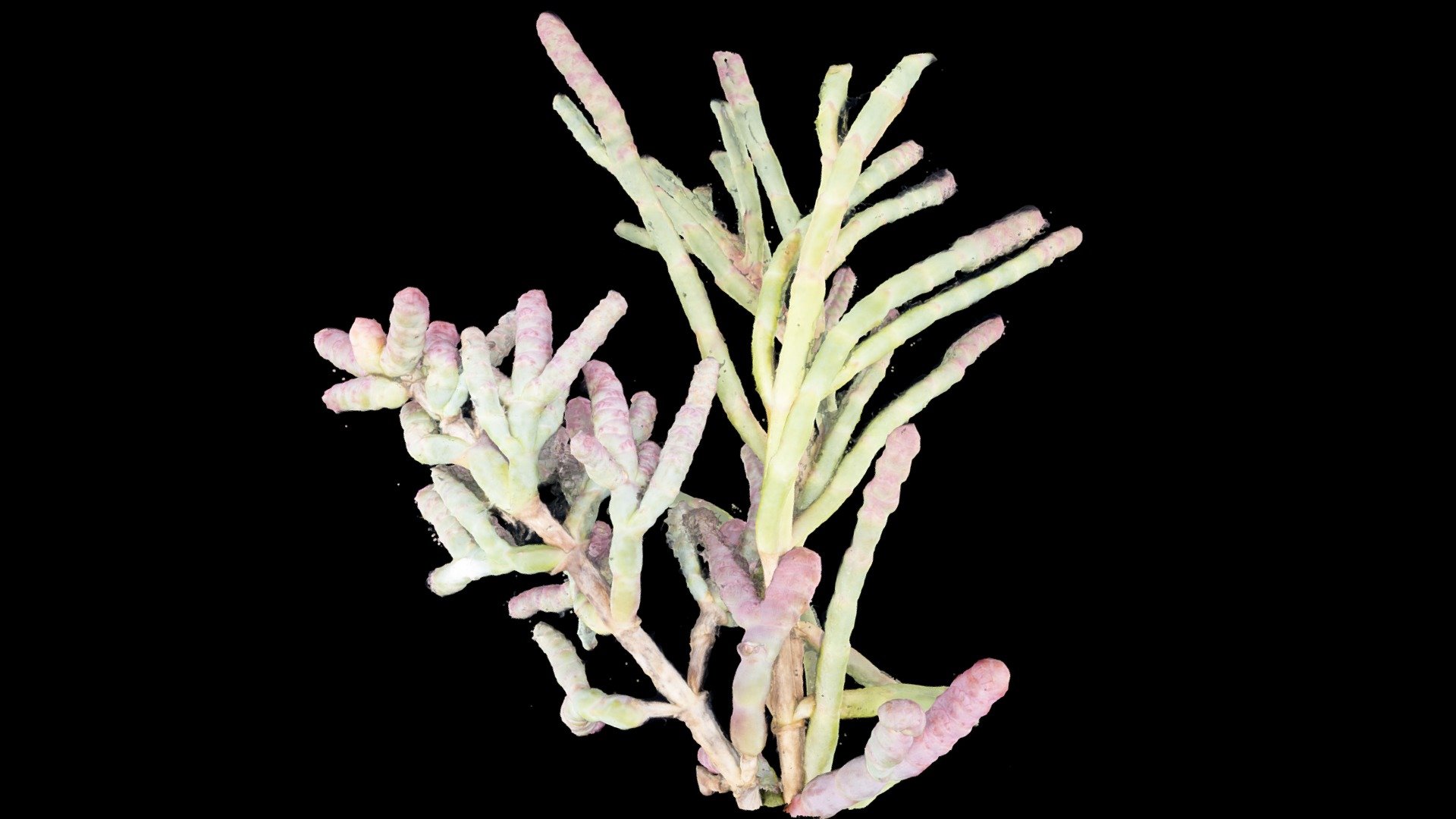 Salicornia pacifica (pickleweed) - 3D model by Cal Poly Humboldt ...