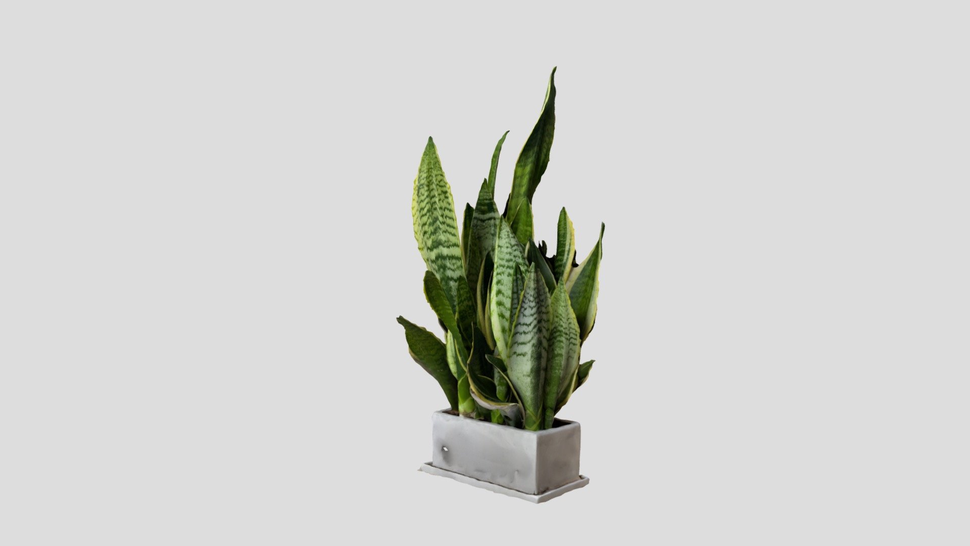 Snake plant - Download Free 3D model by Karolisbutenas [b9f3c5b ...