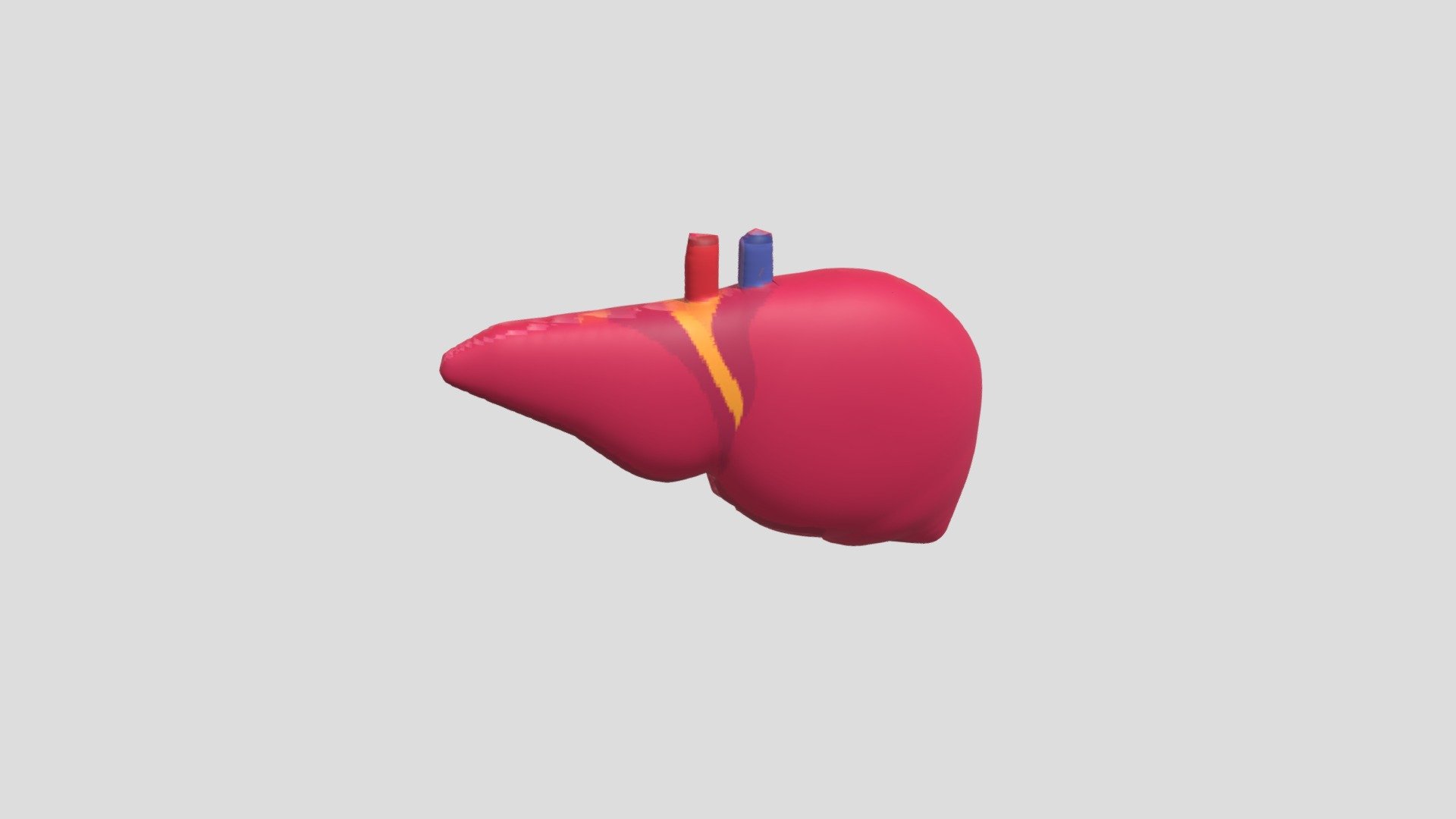 Human's Liver - Download Free 3D model by lia123lia123 [b9f4092 ...