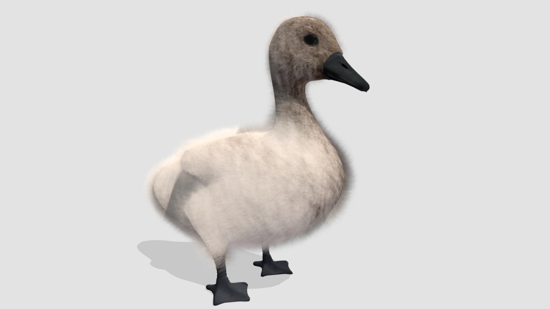 cygnet - Buy Royalty Free 3D model by Evermotion [b9f6c8b] - Sketchfab ...