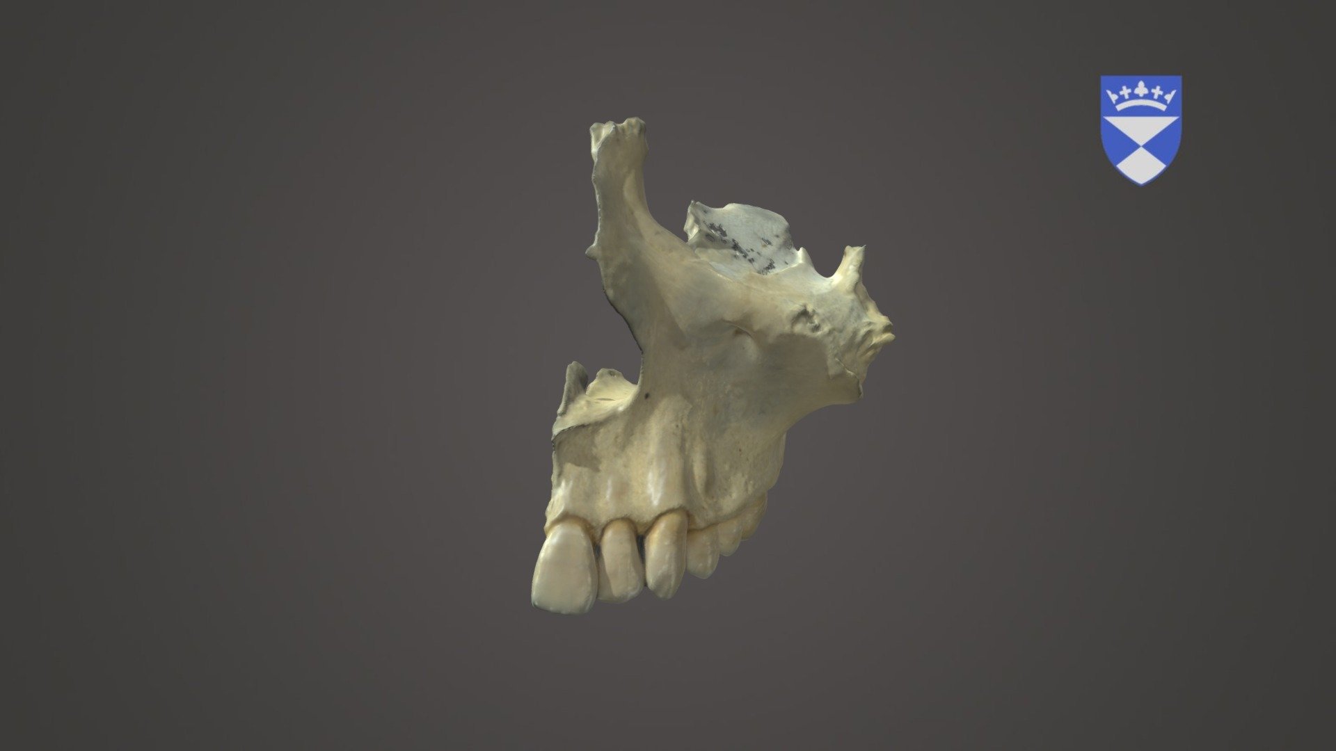 Maxilla - 3D model by University of Dundee, CAHID (@anatomy_dundee ...
