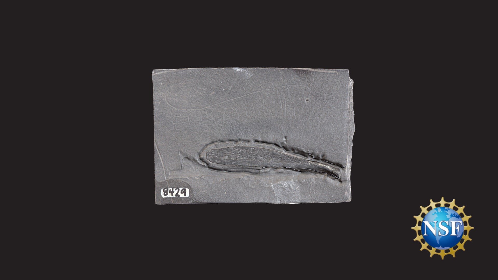 CMNH 8429 Micro Arthrodire Infragnathal - 3D model by Cleveland Museum ...