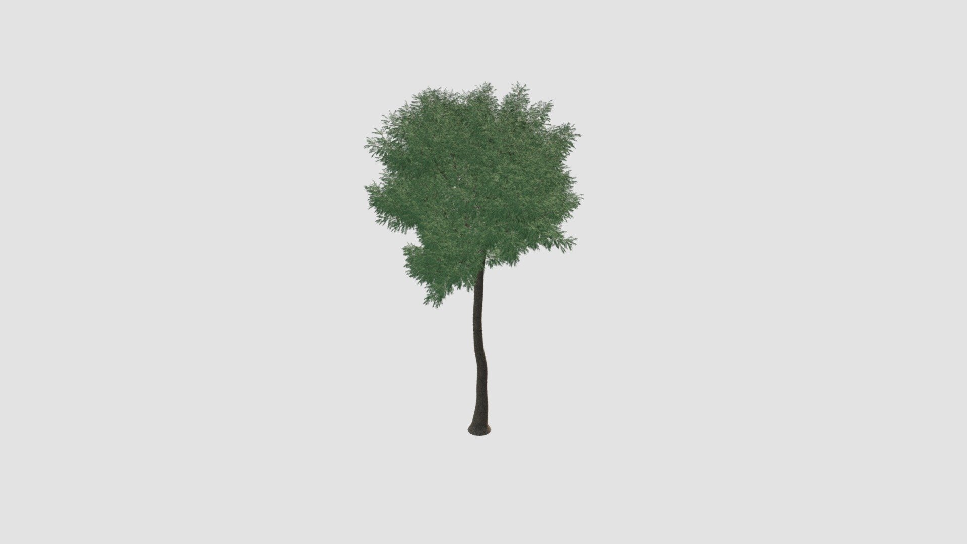 tree - Buy Royalty Free 3D model by Evermotion [b9fd55d] - Sketchfab Store