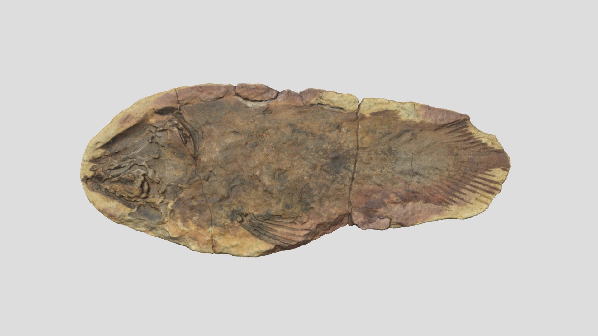 Coelacanth fossil - Whiteia woodwardi (L25B) - 3D model by Hong Kong ...