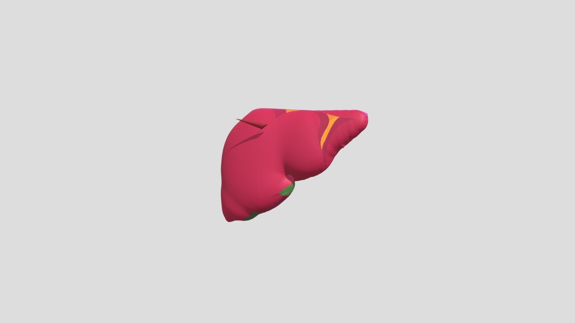 Liver - Download Free 3D model by Arum Wahyuni Purbohastuti ...