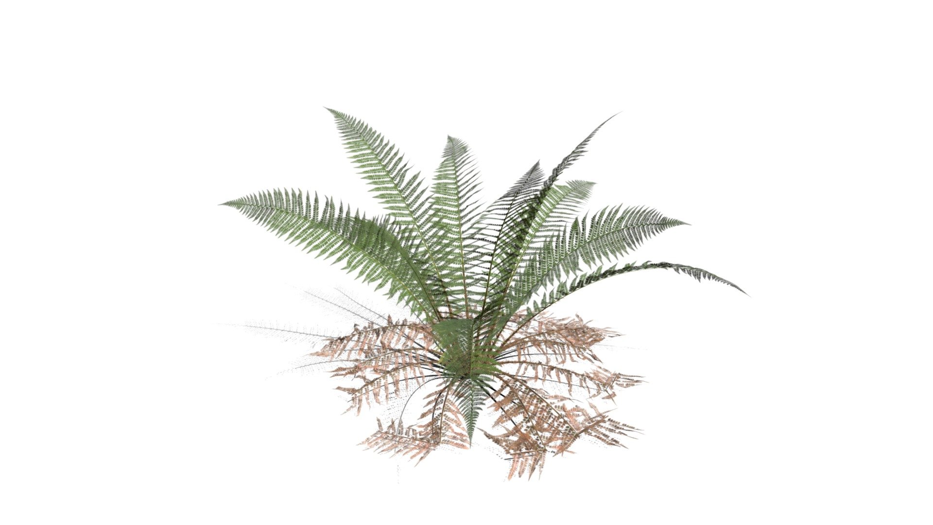 Realistic HD Male fern (4/50) - Download Free 3D model by PlantCatalog ...