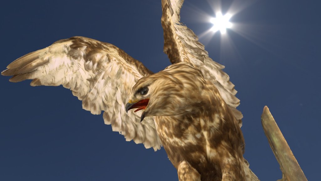 Rough-legged Hawk (with sound) - 3D model by John Fino (tauricity ...