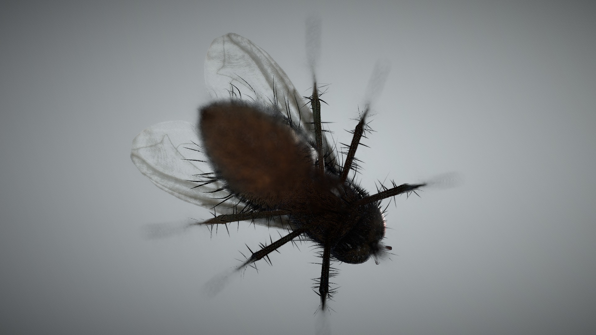 Fly - 3D model by hassanzadeh.3dproject [ba0ed39] - Sketchfab