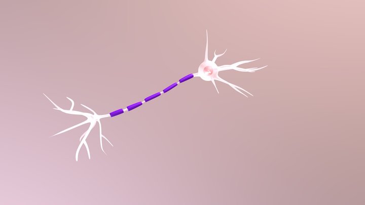 Neurons 3D models - Sketchfab