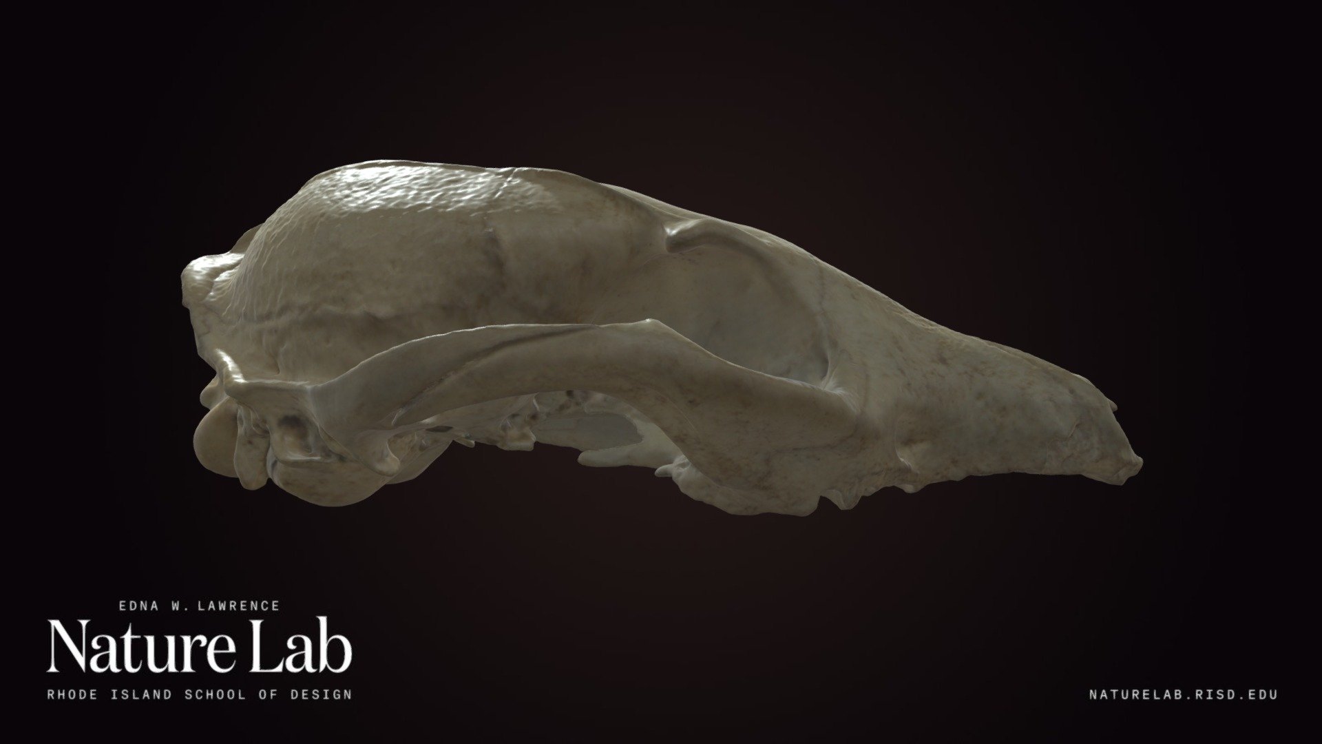 Grey Fox Skull - Download Free 3D model by RISD Nature Lab ...